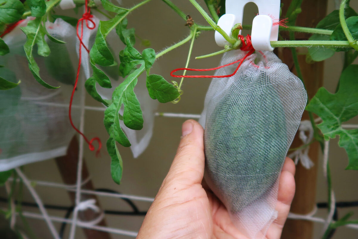 Fruit fly control throughout the year | National Fruit Fly Council