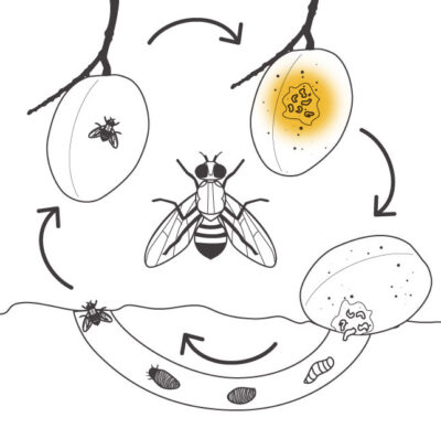 The fruit fly life cycle | National Fruit Fly Council