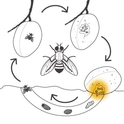 The fruit fly life cycle | National Fruit Fly Council