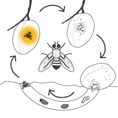 The fruit fly life cycle | National Fruit Fly Council